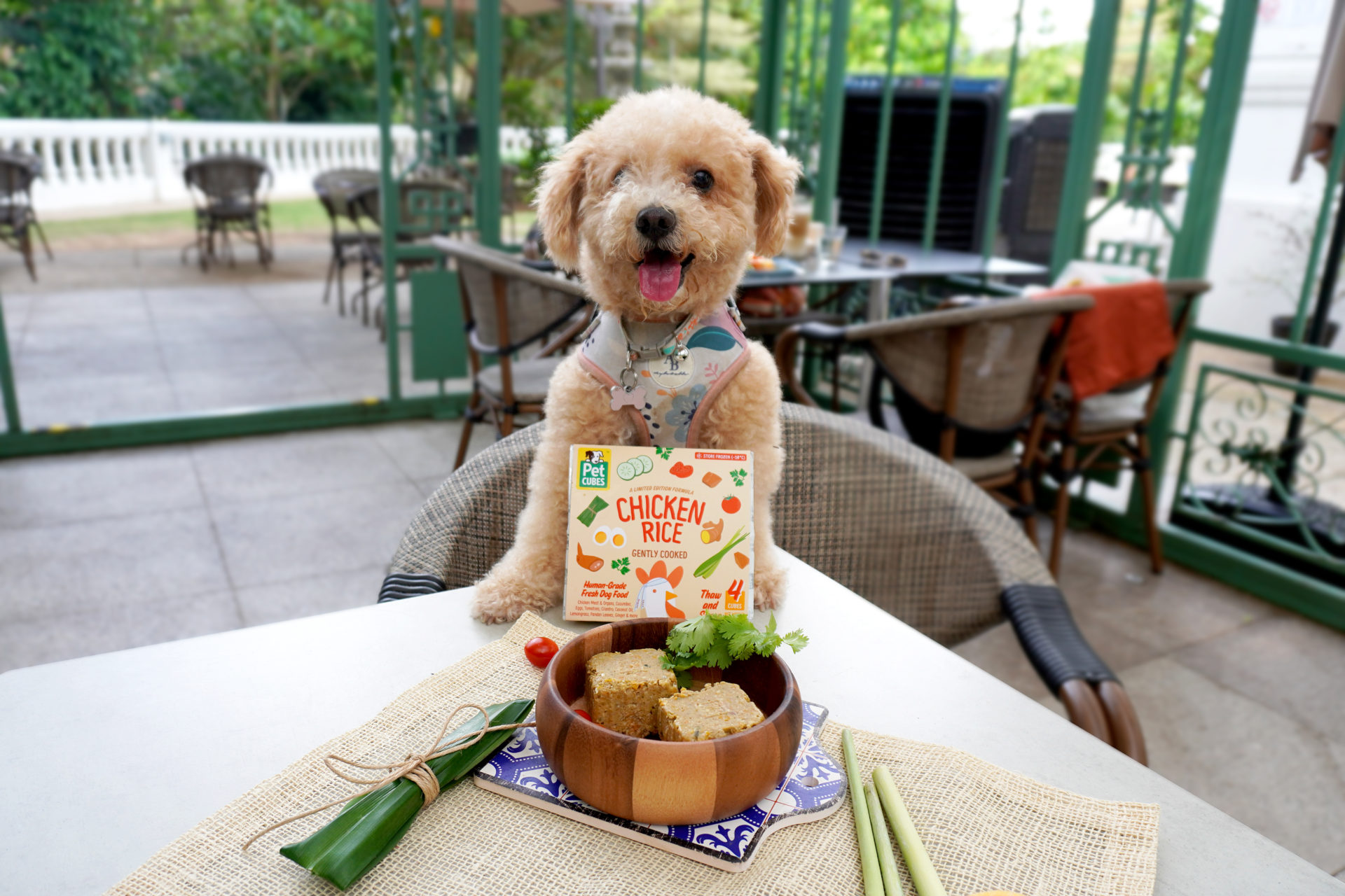 PetCubes - Elliot & Co - Fastest Growing PR Agency Singapore ...